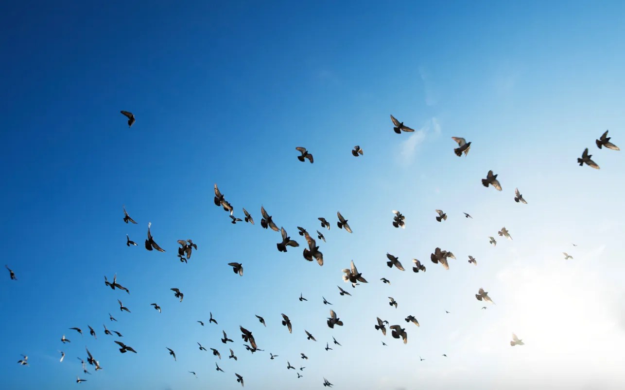 Birds of Gaza – Arcturus